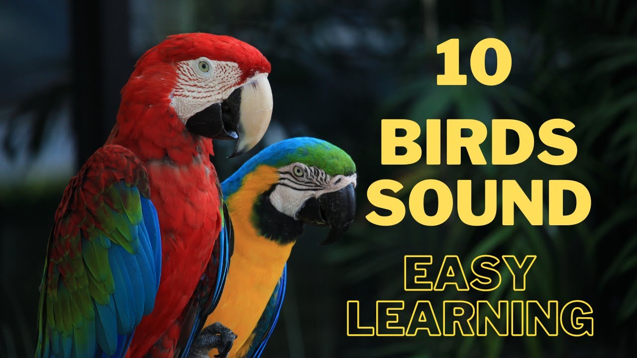 Birds Sound for children | Easy Learning - YouTube