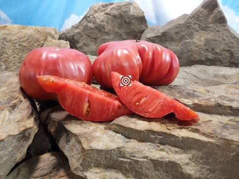 Happy Jack Tomato Seeds For Sale At Bounty Hunter Seeds com - YouTube