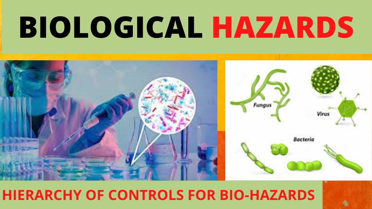 Biological Hazards | Hierarchy of Controls to Biological Hazards Shorts ...