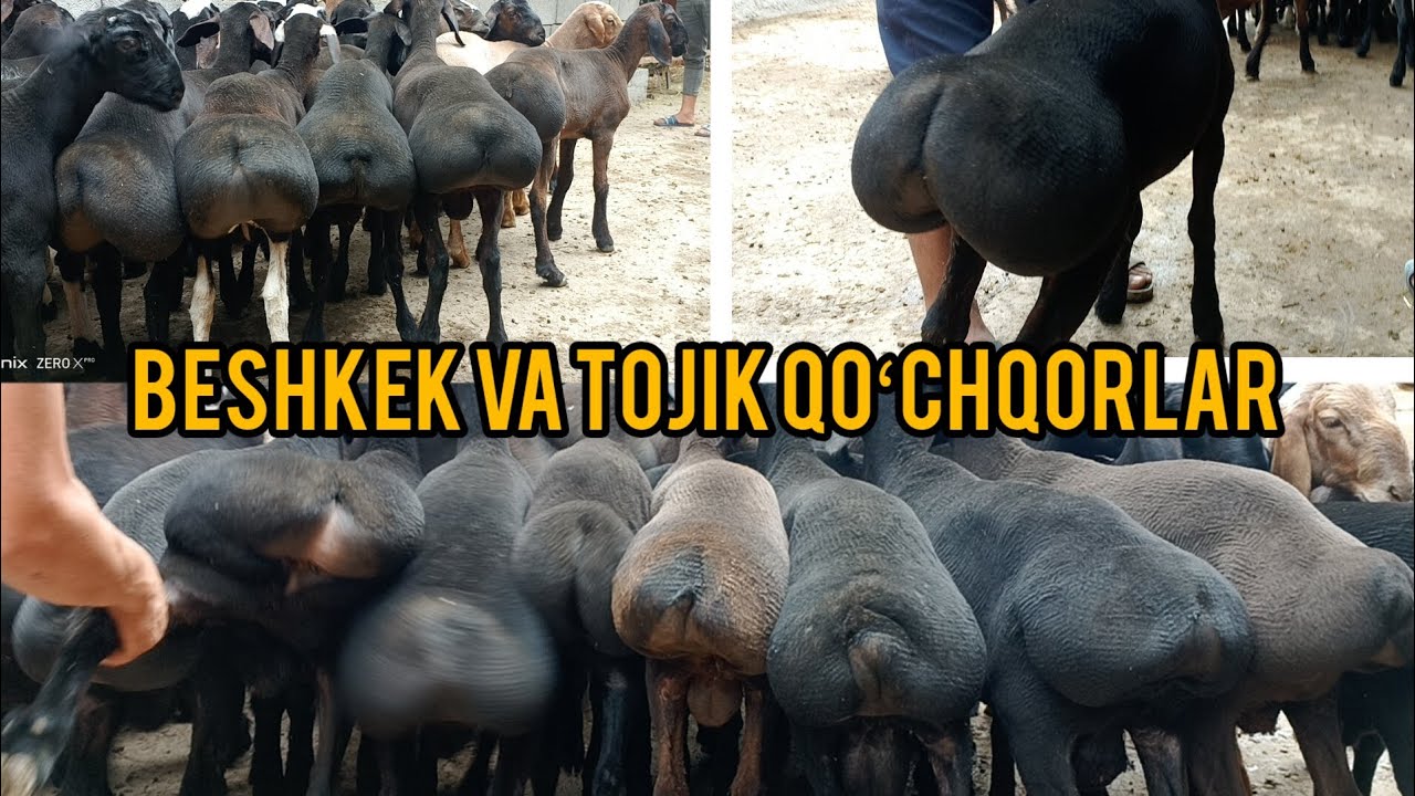 Beshkek va Tojik N/1 Qoʻchqorlar💯 - YouTube