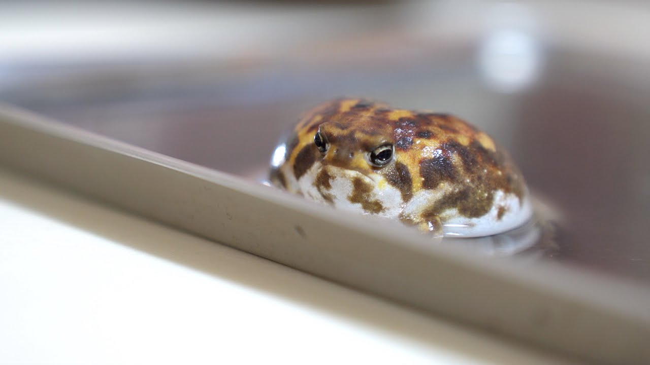 Rain frog Bath feels good - YouTube