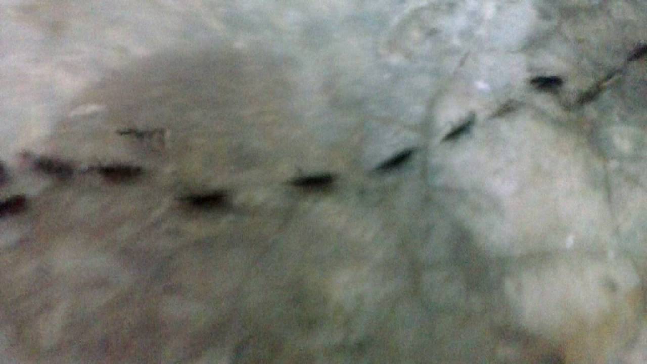 ants migrating - YouTube