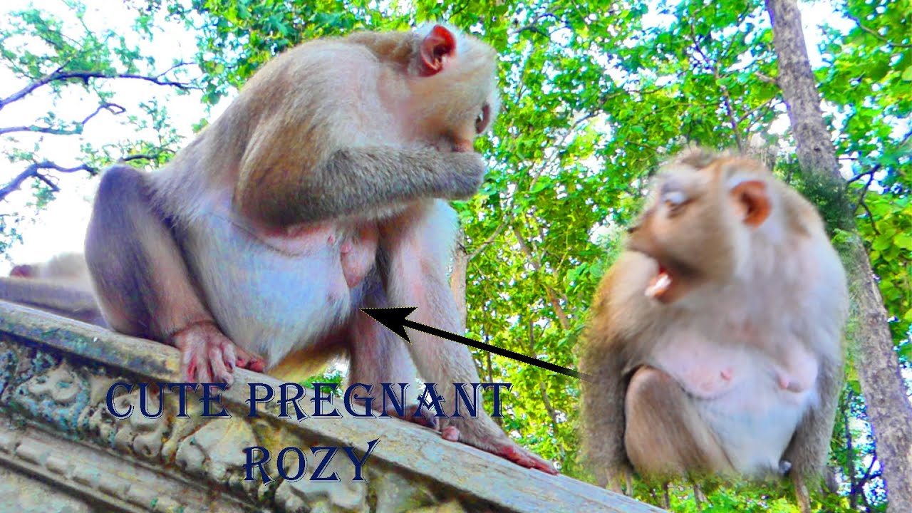 Ha.ha...! The greatest news: The Pregnant Monkey Julla's going to give ...