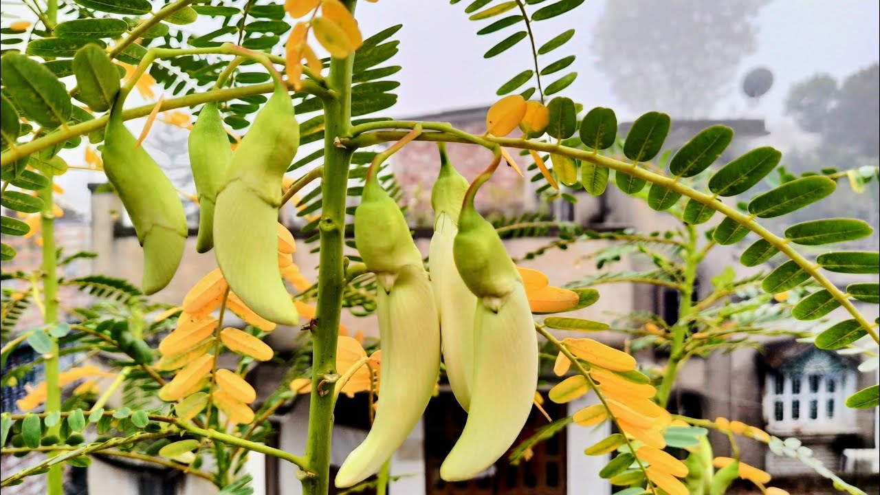 Bokful Plant care in rooftop garden | Sesbania grandiflora - YouTube