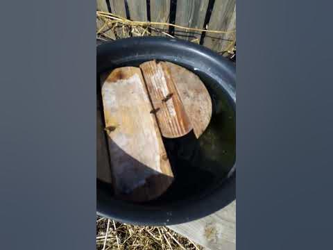 Поставил тазик с водой для пчёл. #пчёлы #вода #тазик #пчеловодство # ...