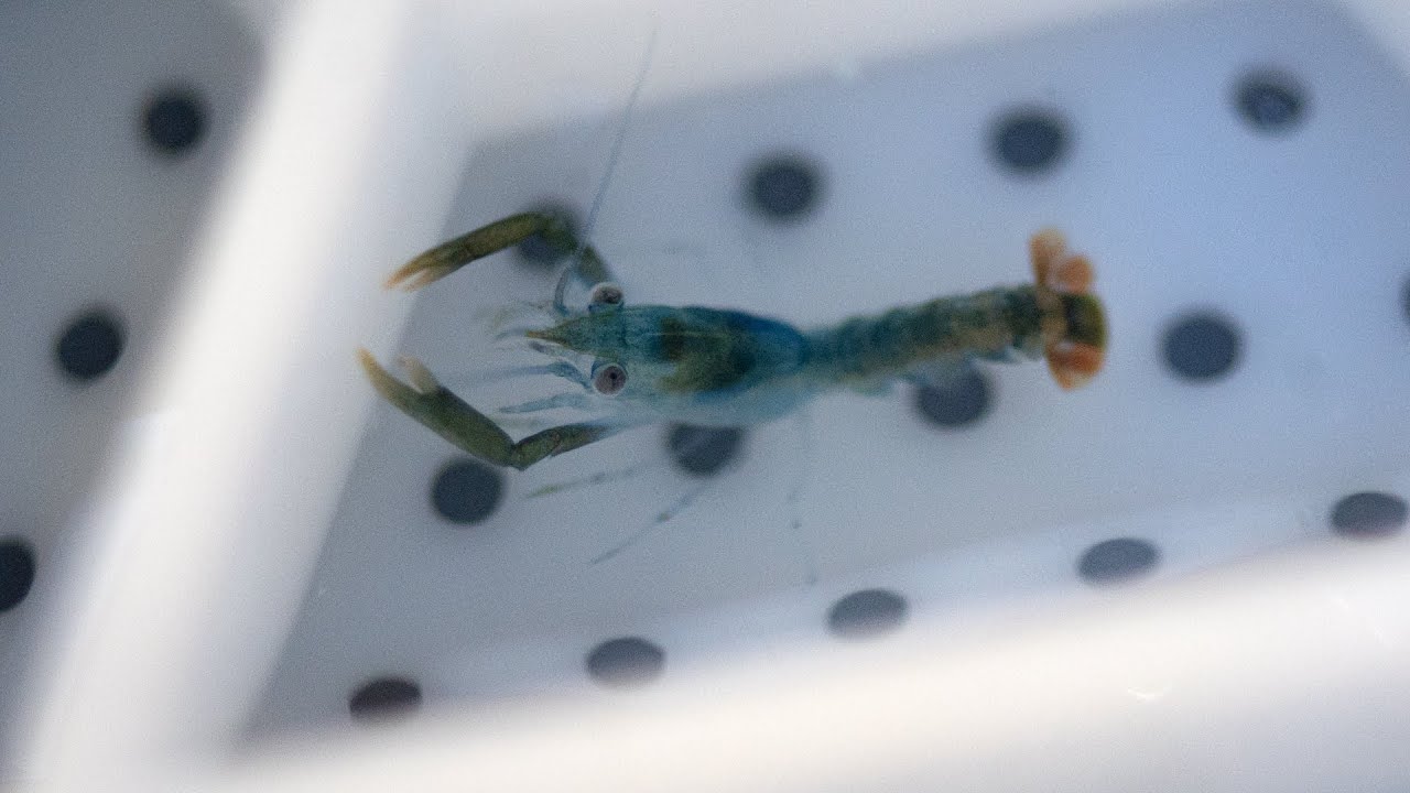 Pincered in the wild, lobsters get new hope in UK project - YouTube