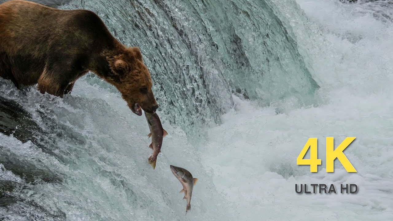 Relax All Day With the Fat Bears of Katmai In 4k High Definition - With ...