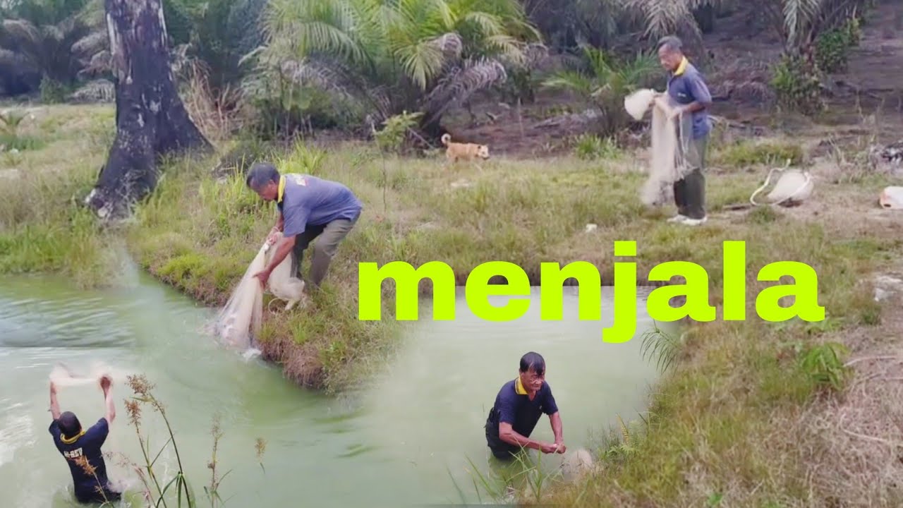 Menjala ikan dikolam‼️kebun sawit - YouTube