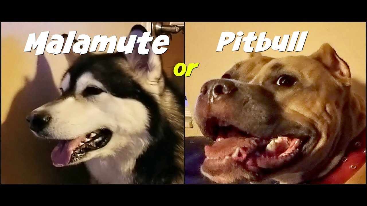 Who's The Better Guard Dog a Malamute or Pitbull - YouTube