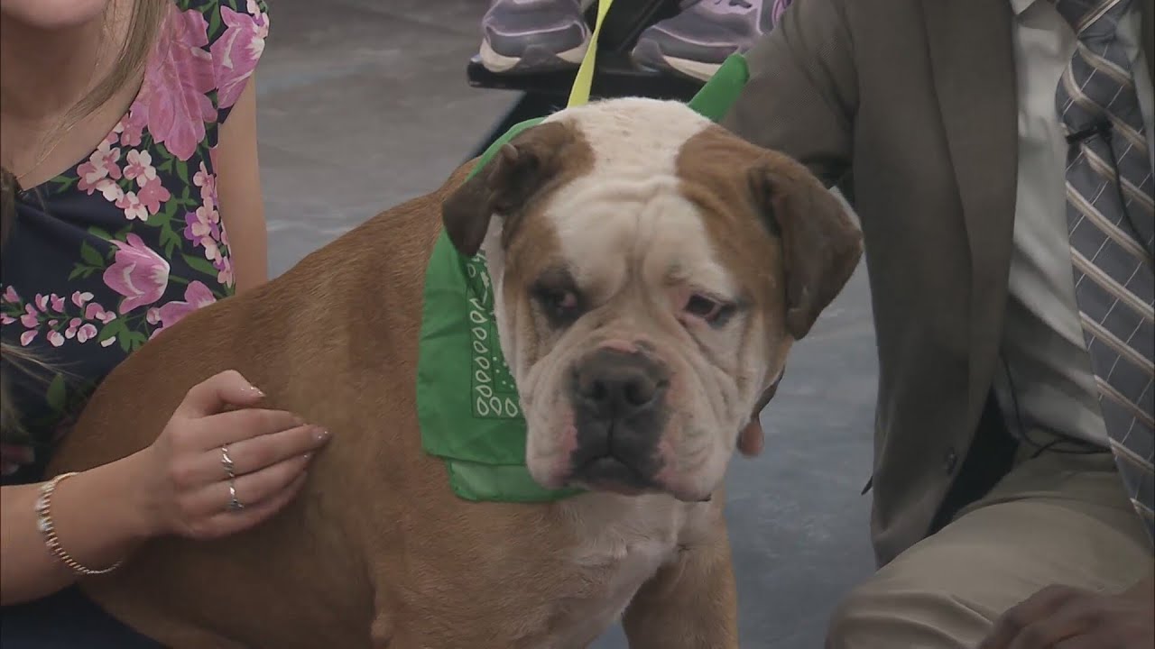 Wichita Humane Society: Boswell - YouTube