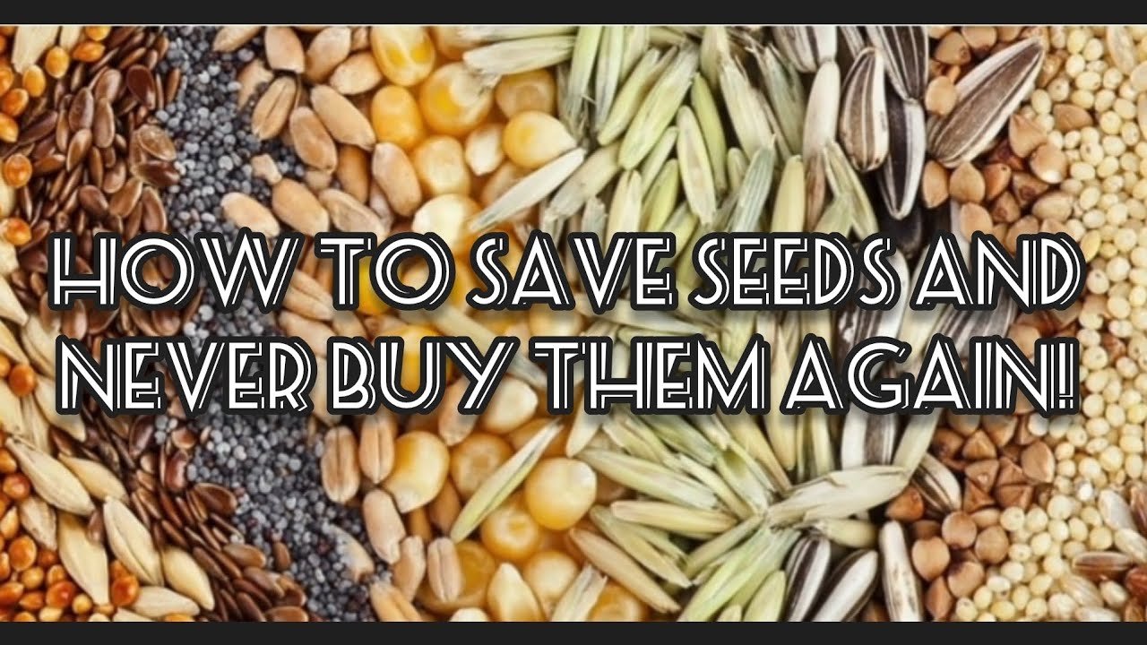How to save seeds and never buy them again. - YouTube