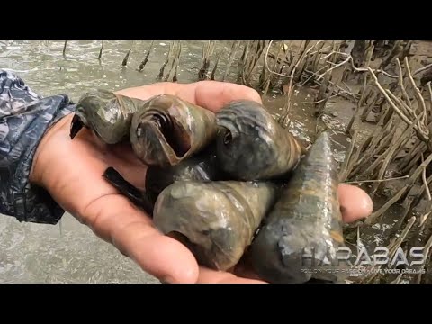EP825-P1 - Bagongon Forage and Cook | Occ. Mindoro - YouTube