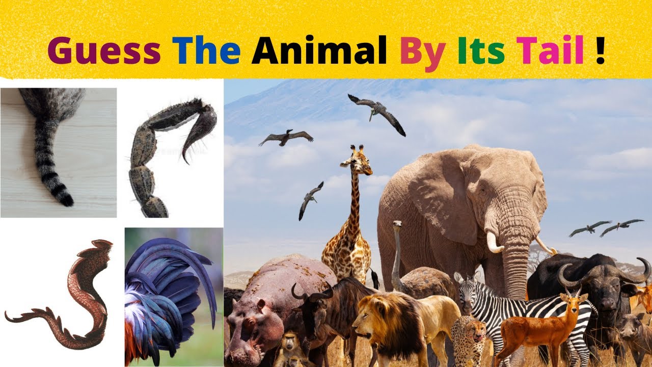 Guess The Animal By Its Tail ! | Find Correct Option | #animals # ...