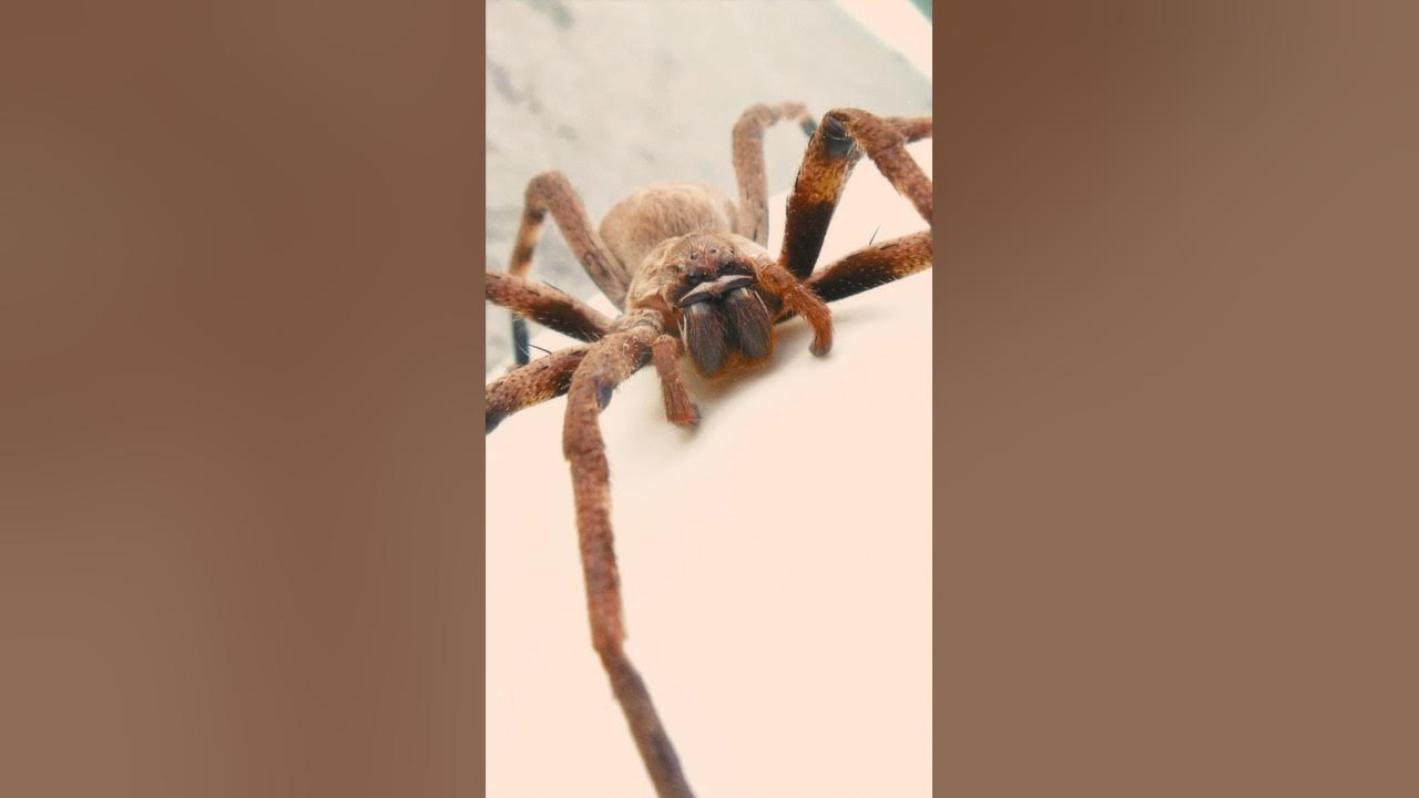 Scary Facts About Animals That You Will Hear For The First Time In Your scary-facts-about-animals-that-you-will-hear-for-the-first-time-in-your