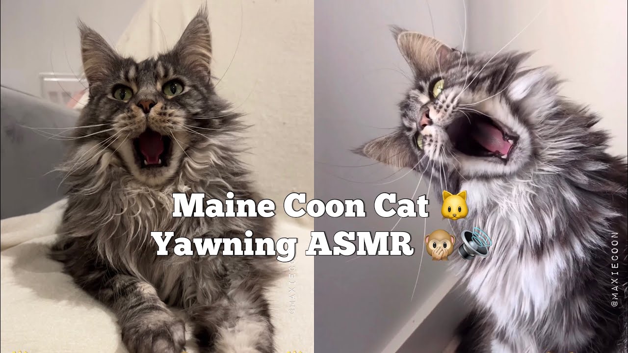 Yawning Maine Coon Cat ASMR 😻🔊 This Will Make You Sleepy 💤 #mainecoon # ...