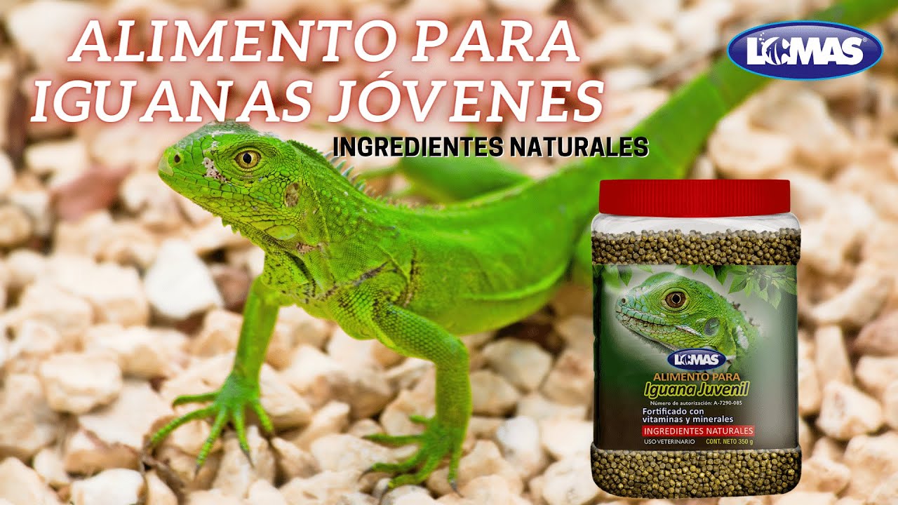 Alimento para iguana juvenil - YouTube