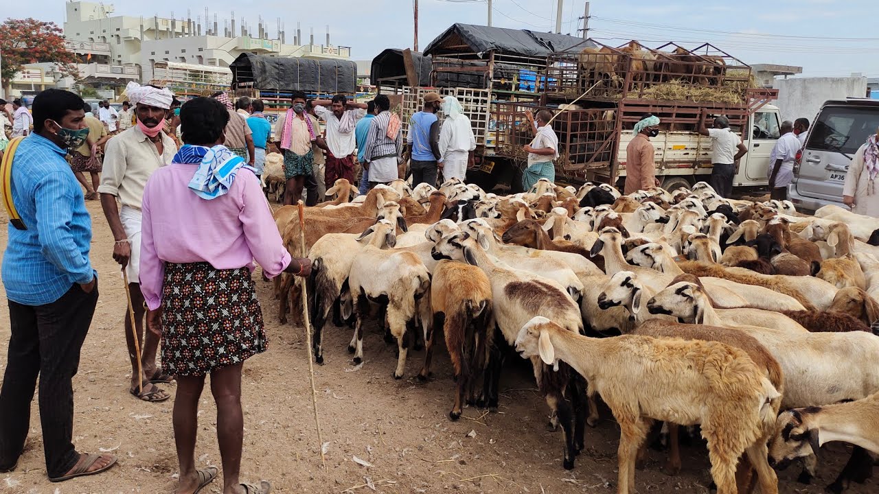 pebbar market 2021 | bakro ka lot for sale | Telangana goat market ...