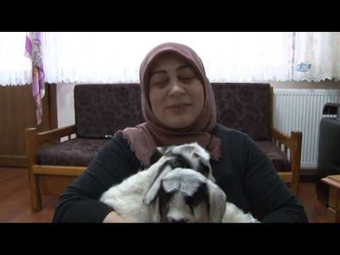 Yavru Kuzuları Evinde Besliyor