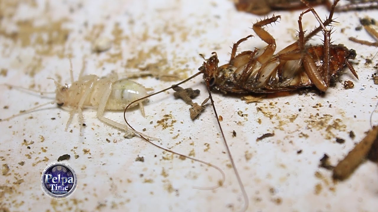 Cockroach changing his Skin in to a White roach - YouTube