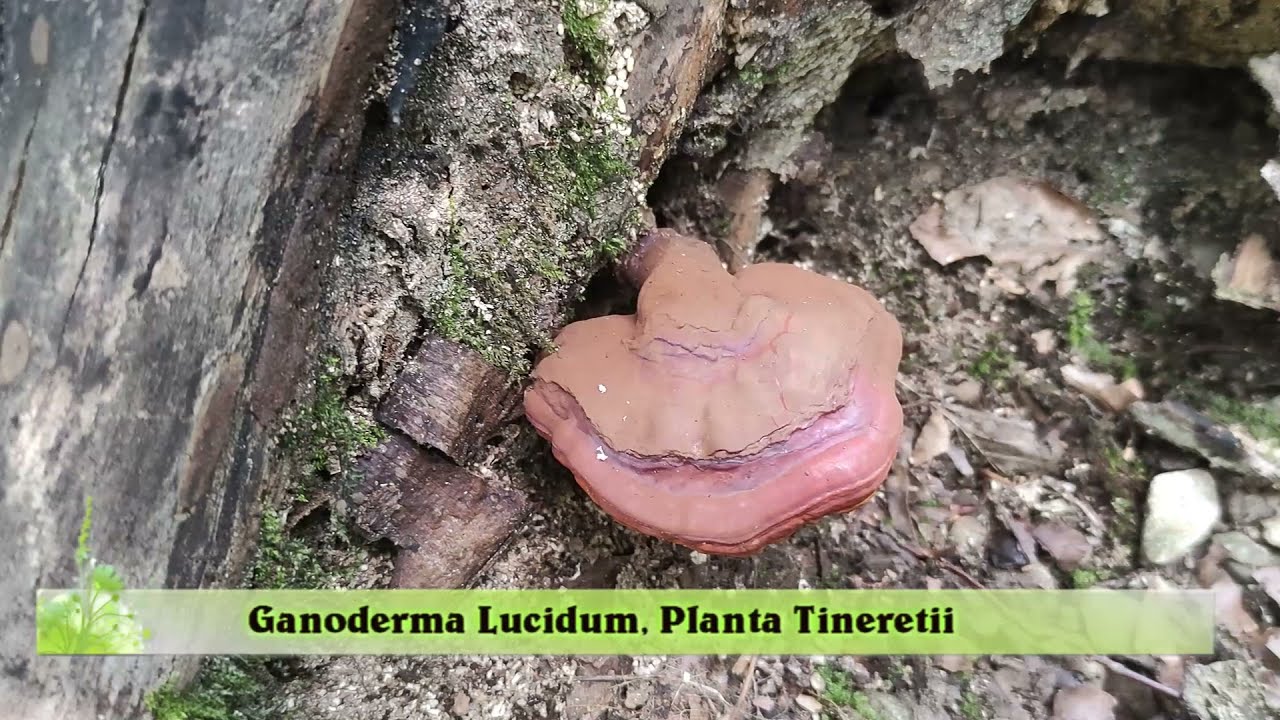 Ganoderma Lucidum, Reishi- Planta lui Dumnezeu. Beneficii - YouTube