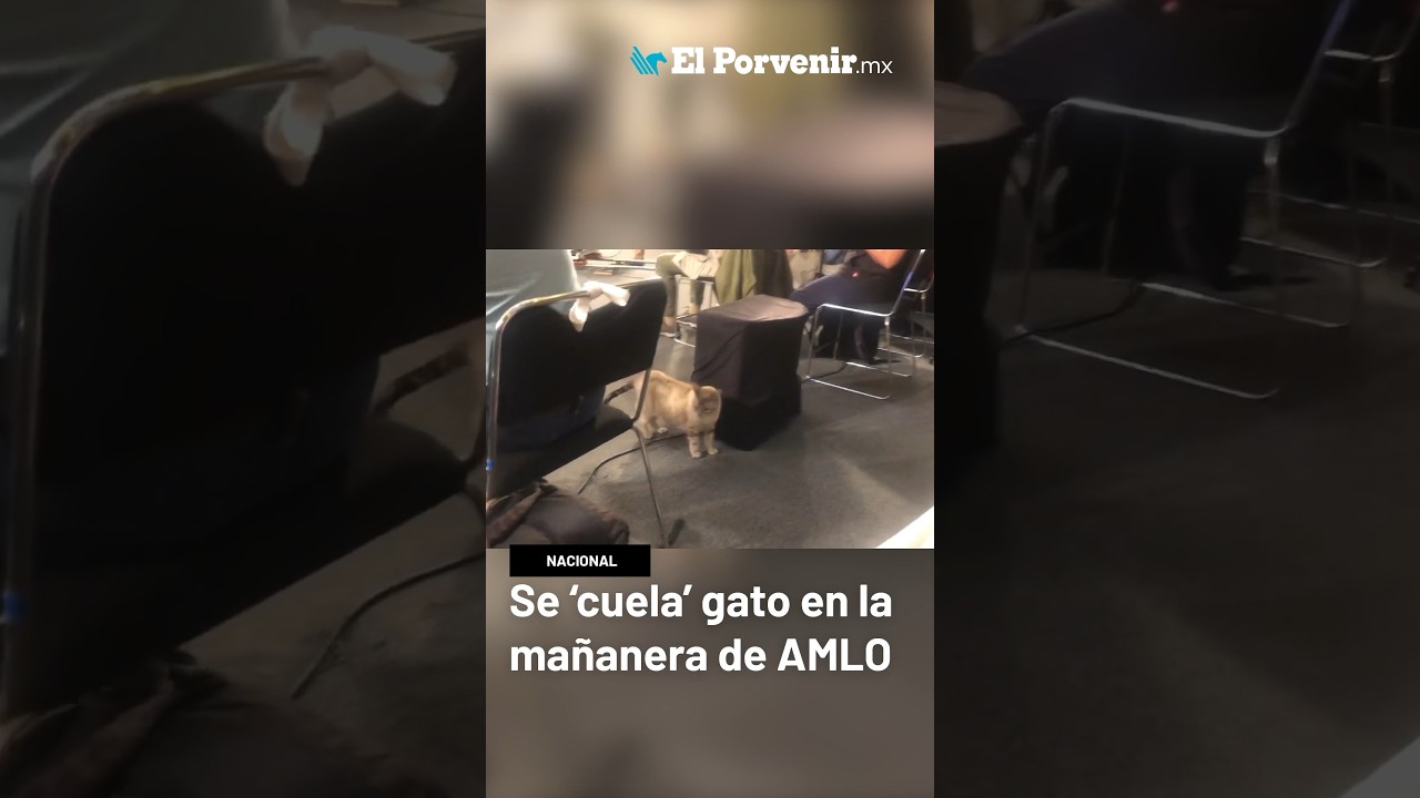 El gatito Zeus se coló a la Mañanera de AMLO. - YouTube