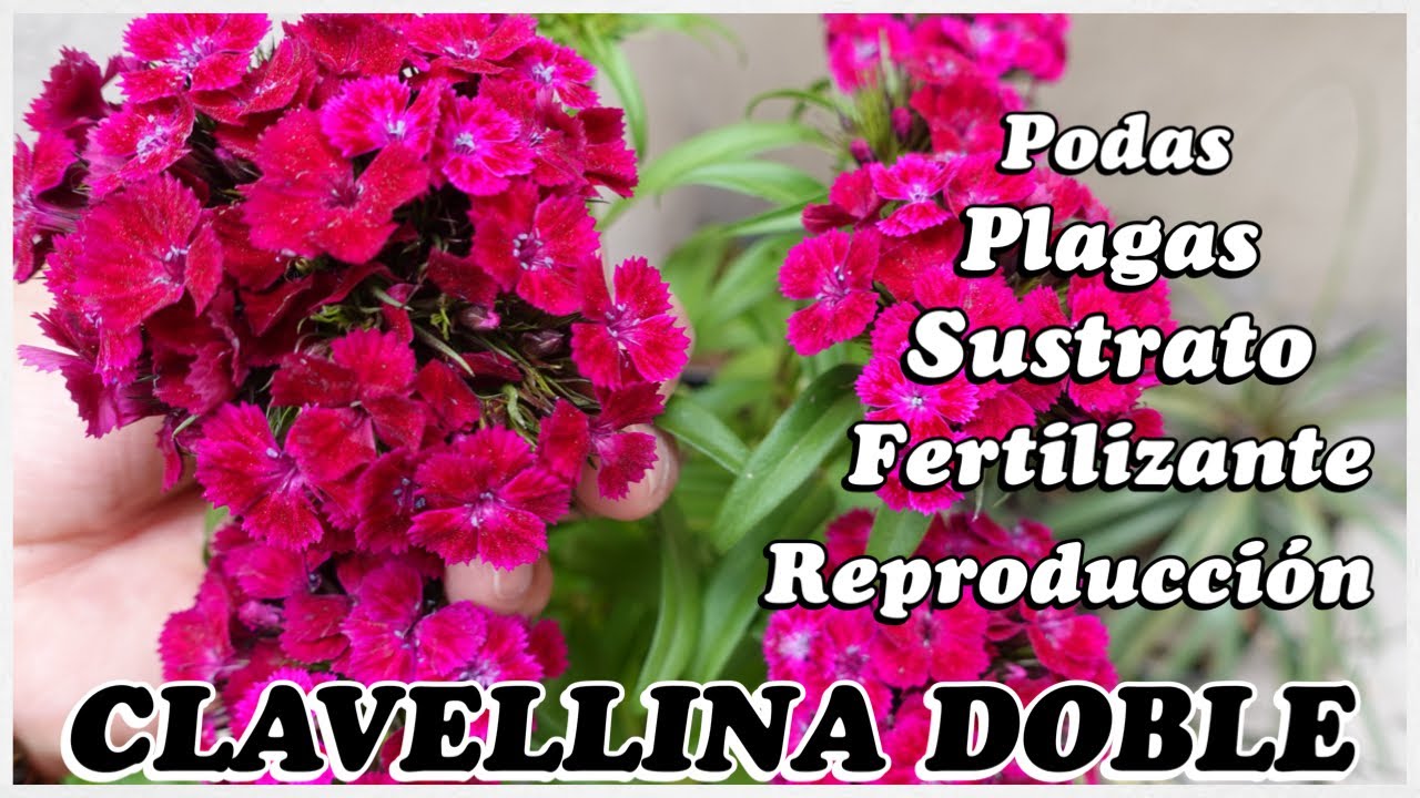 Cómo cuidar una planta de CLAVELLINA || Clavellina Doble - YouTube