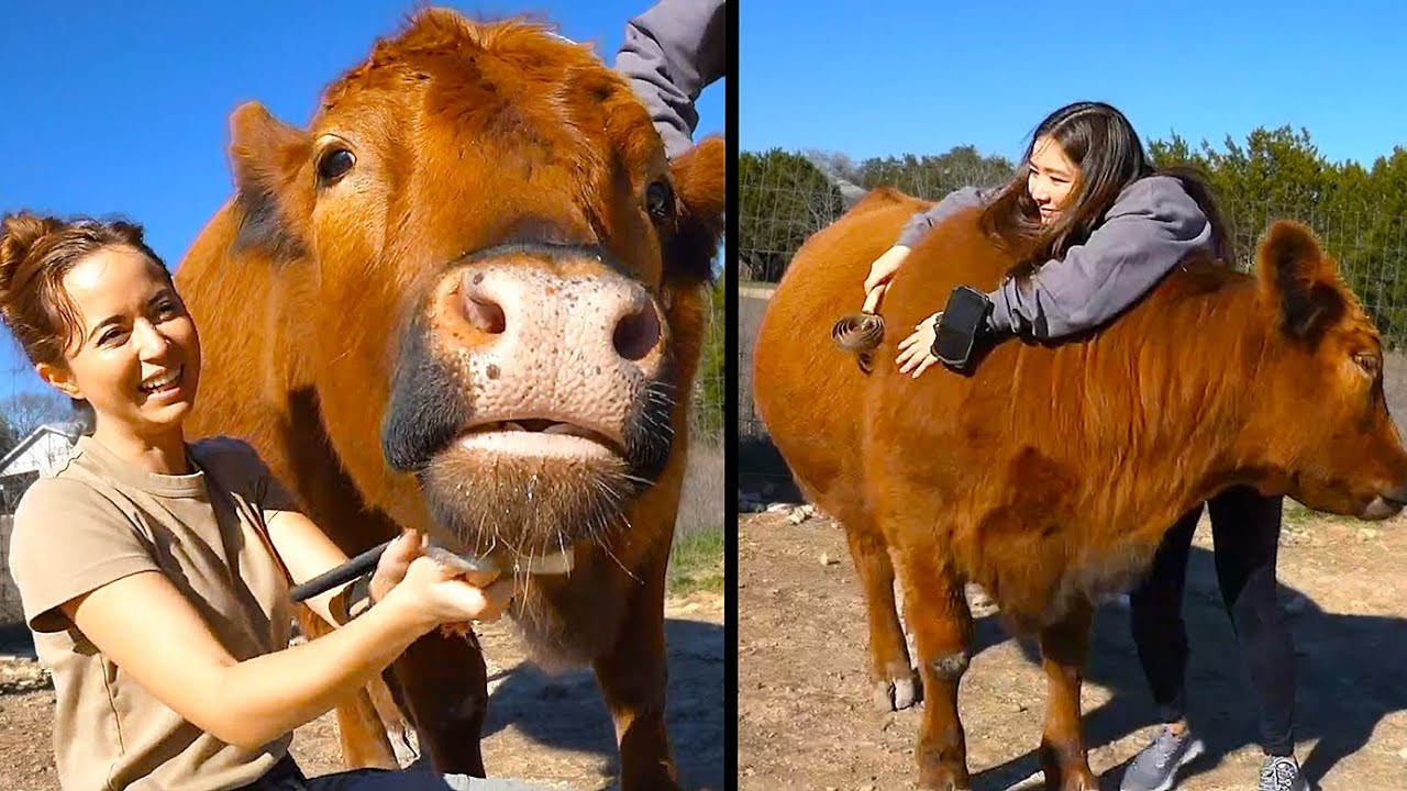 Maya brings Emily to Winnie, Stompy, and the donkeys at Alveus - YouTube