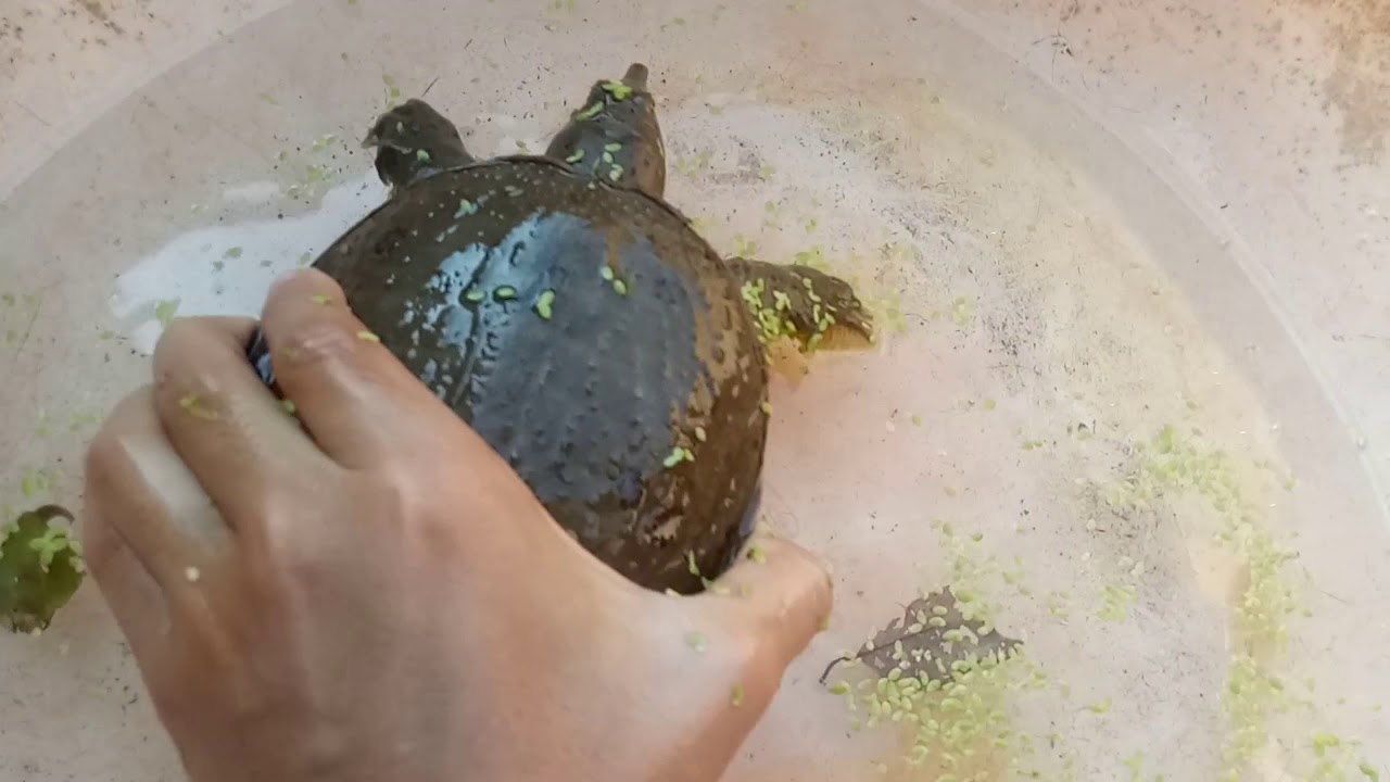 Nuôi con baba - YouTube