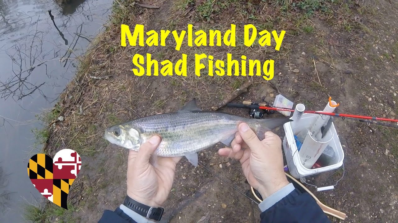 Shad fishing in Southern Maryland - YouTube