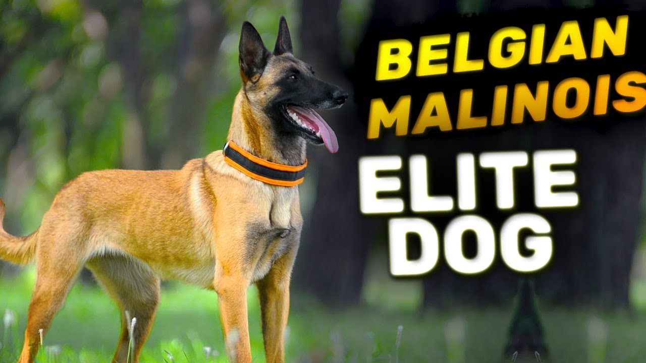 Elite Working Dog - Belgian Malinois | Characteristics - YouTube
