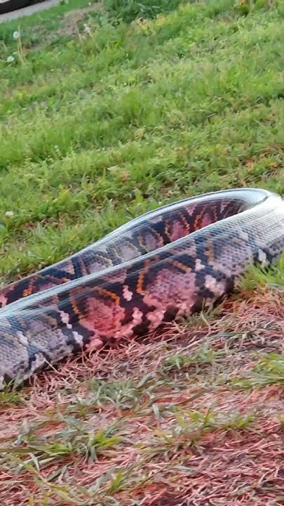 huge reticulated python #snake #reticulatedpython #bigpython #python #giantpython #pythonsnake ...