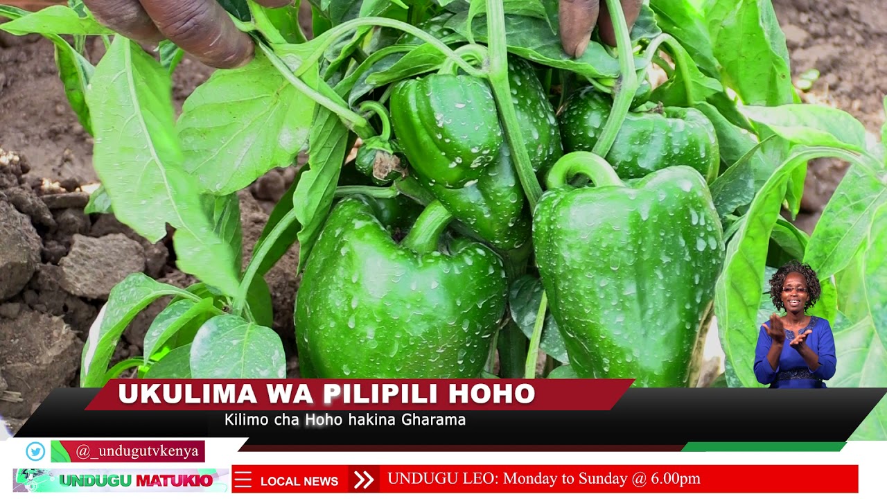 Ukulima wa Pilipili Hoho: Kilimo Hoho hakina Gharama - YouTube