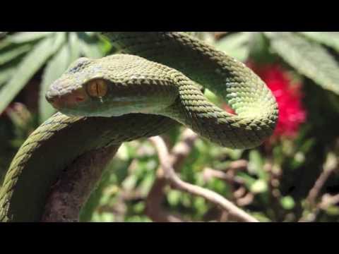 Most Beautiful Reptiles and Amphibians - YouTube