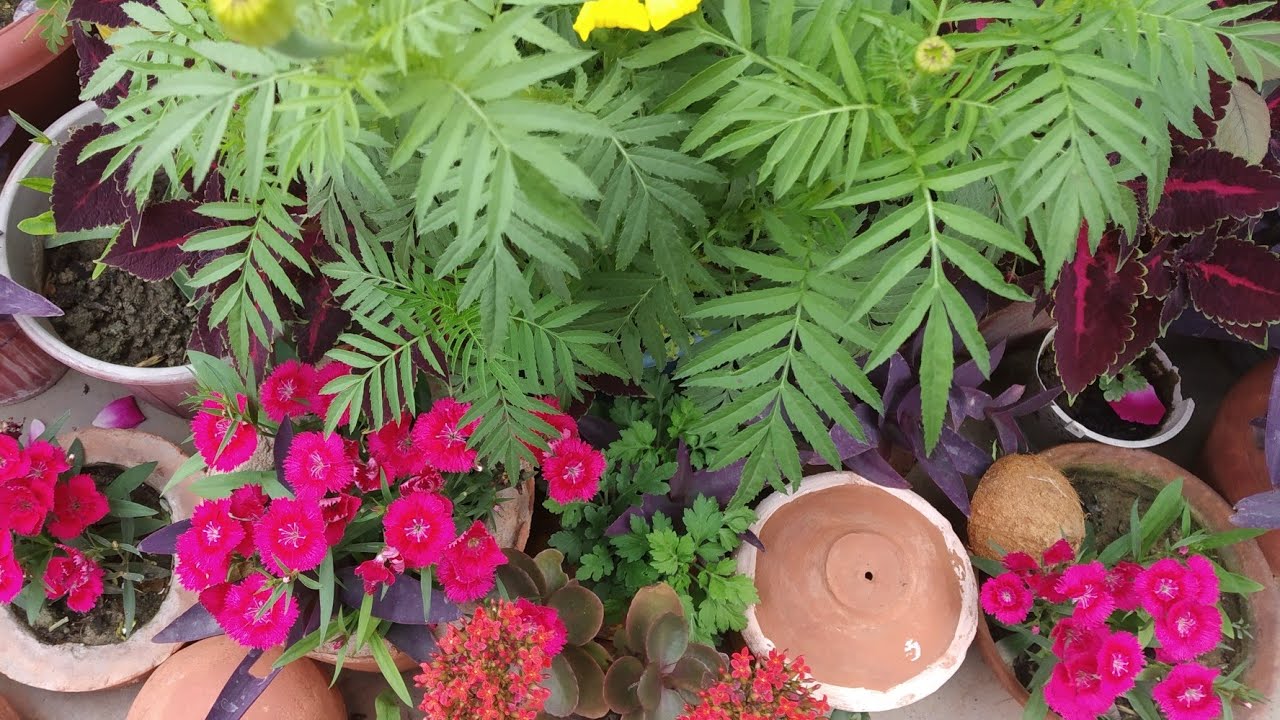 Winter flower plant ko pure Sal bacha ke rakhne ka Asan tarika - YouTube