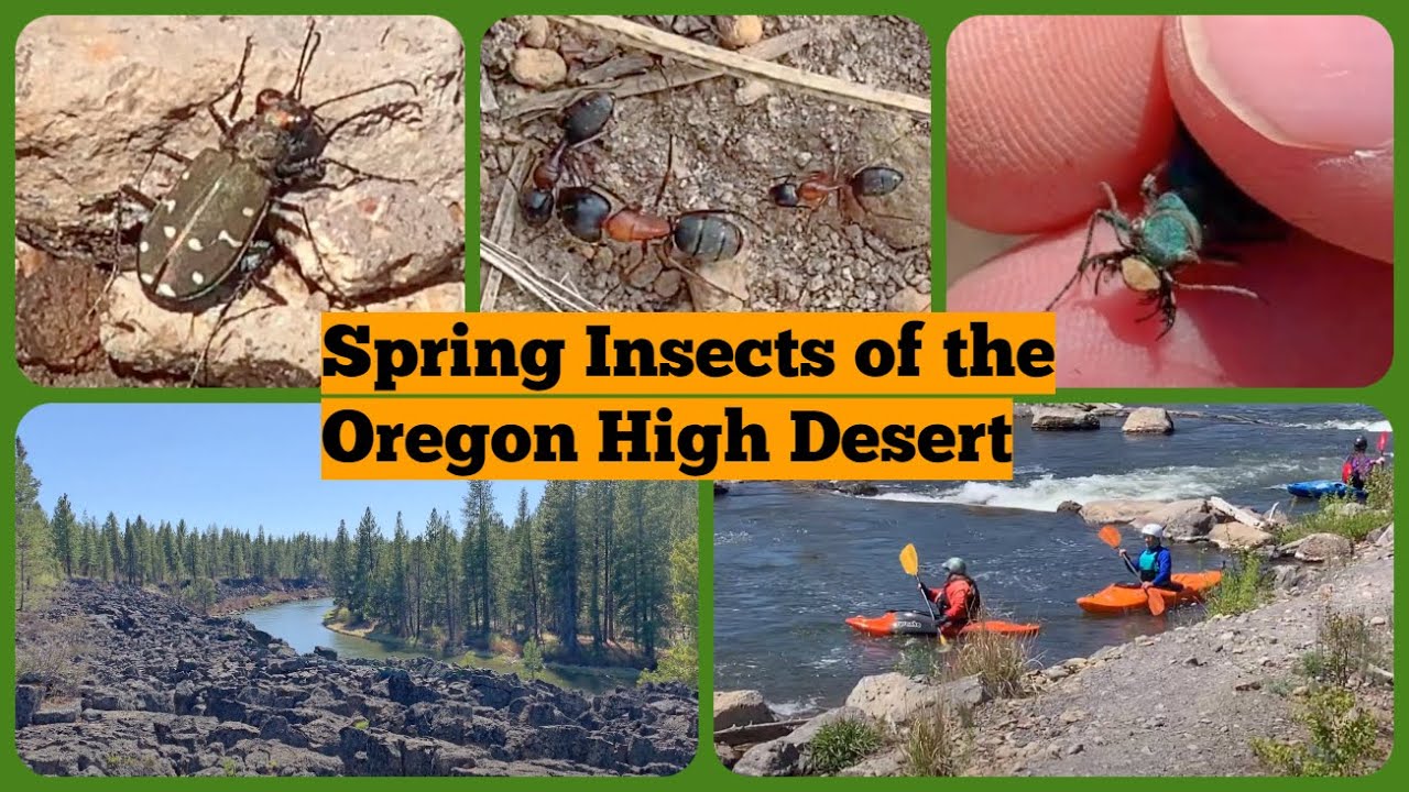 Spring Insects of the Oregon High Desert - YouTube