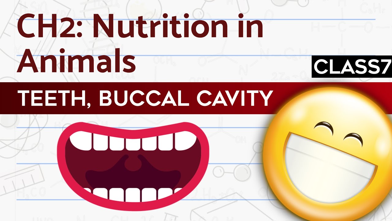 Teeth, Buccal Cavity | Nutrition in Animals | Seema Renjith | Class 7 ...