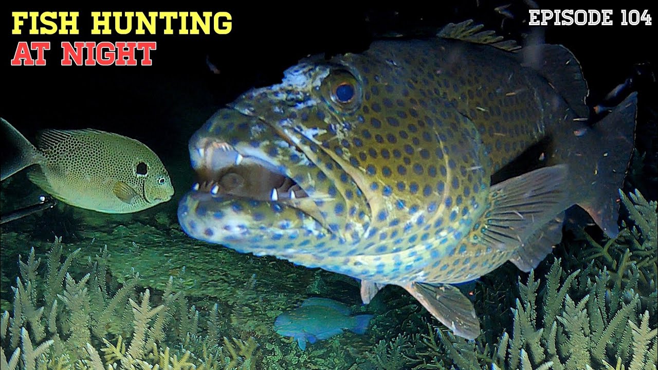 NIGHT SPEARFISHING EPISODE 104 | FISH HUNTING AT NIGHT - YouTube