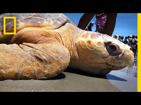 Crowds Cheer as Sea Turtles Return to the Sea | National Geographic ...