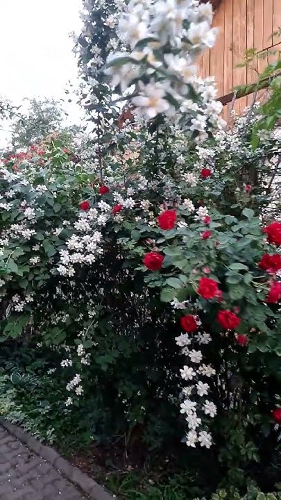 мой прекрасный сад - YouTube