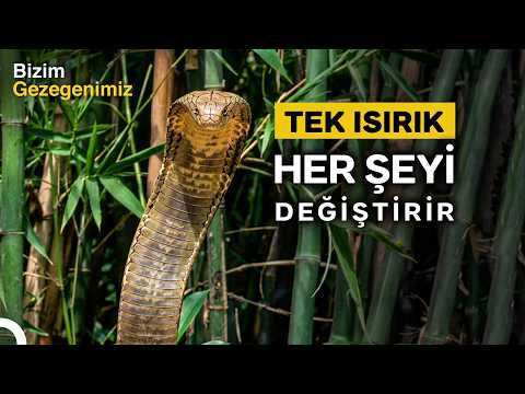 Hint Ormanlarının Gizemli Hükümdarı: Kral Kobranın Sessiz Gücü | Türkçe Dublaj Belgesel