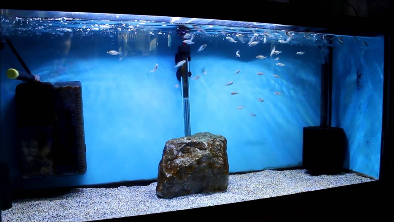 Red Empress Cichlid Fry Feeding Frenzy - YouTube