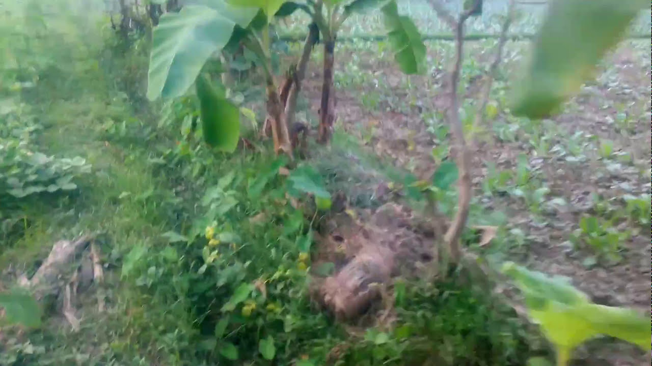 Kaligong gazipur duronto Bangladesh - YouTube