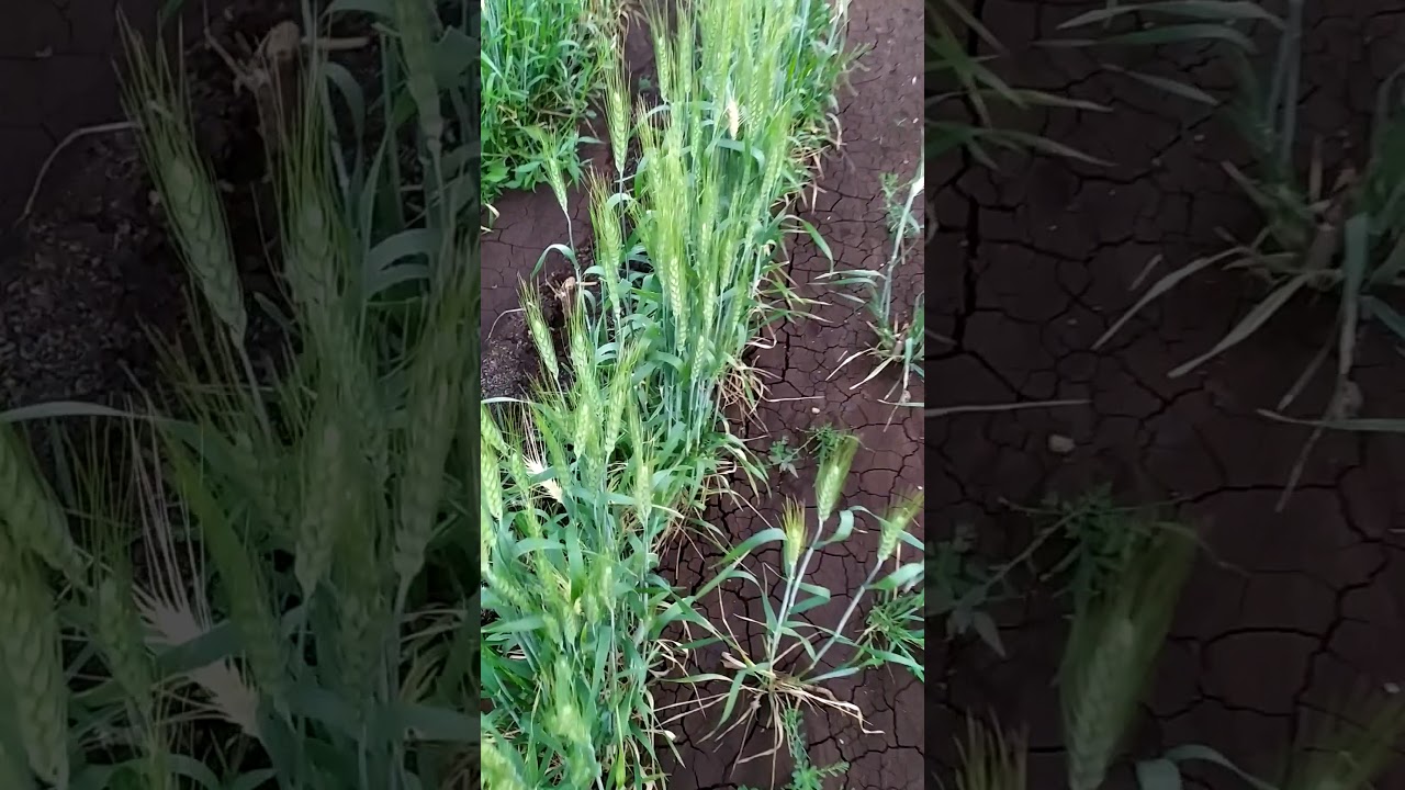 Gehu ki fasal - YouTube