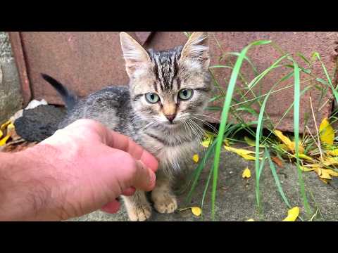 🥺🐾 Sokakta Tek Başına… Bu Yavru Kedi Yardım Bekliyor!