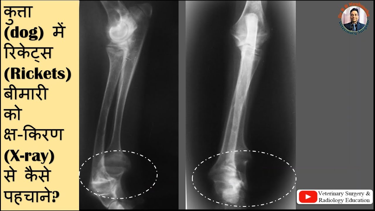 Radiographic signs of rickets in dogs/#rickets/#x-ray se kaise pahchane ...