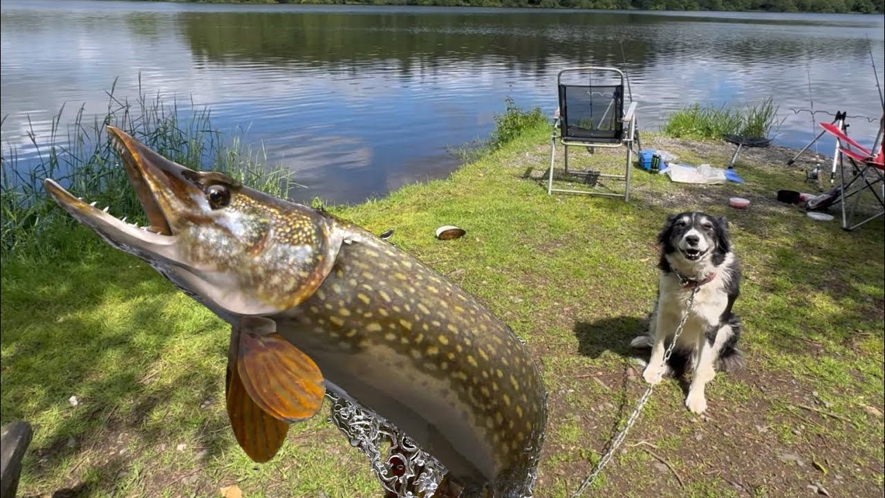 Pike fishing with 3 dogs - fresh water clam on rod and reel - YouTube