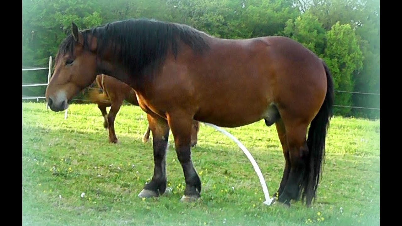 Funny Horses,Henry,Забавный лошадь,and the sticks,cavalo engraçado,خيل ...