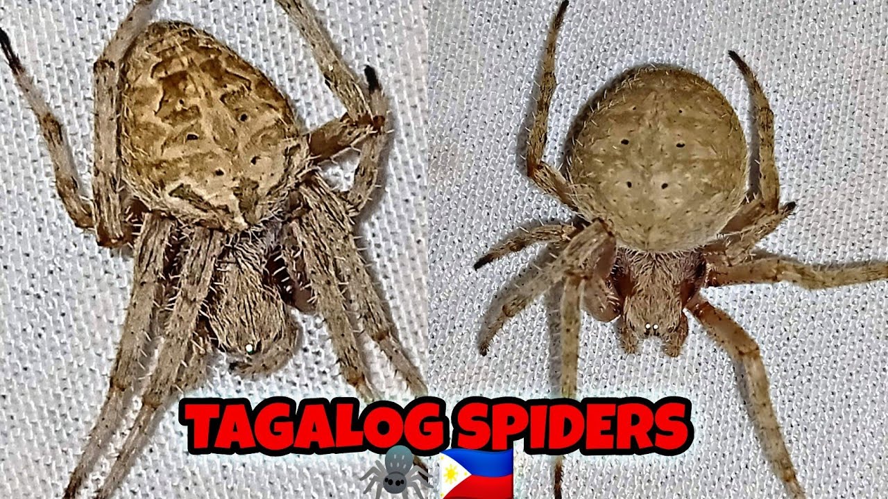 BOTCHOG VS PAYAT | SPIDER FIGHT - YouTube