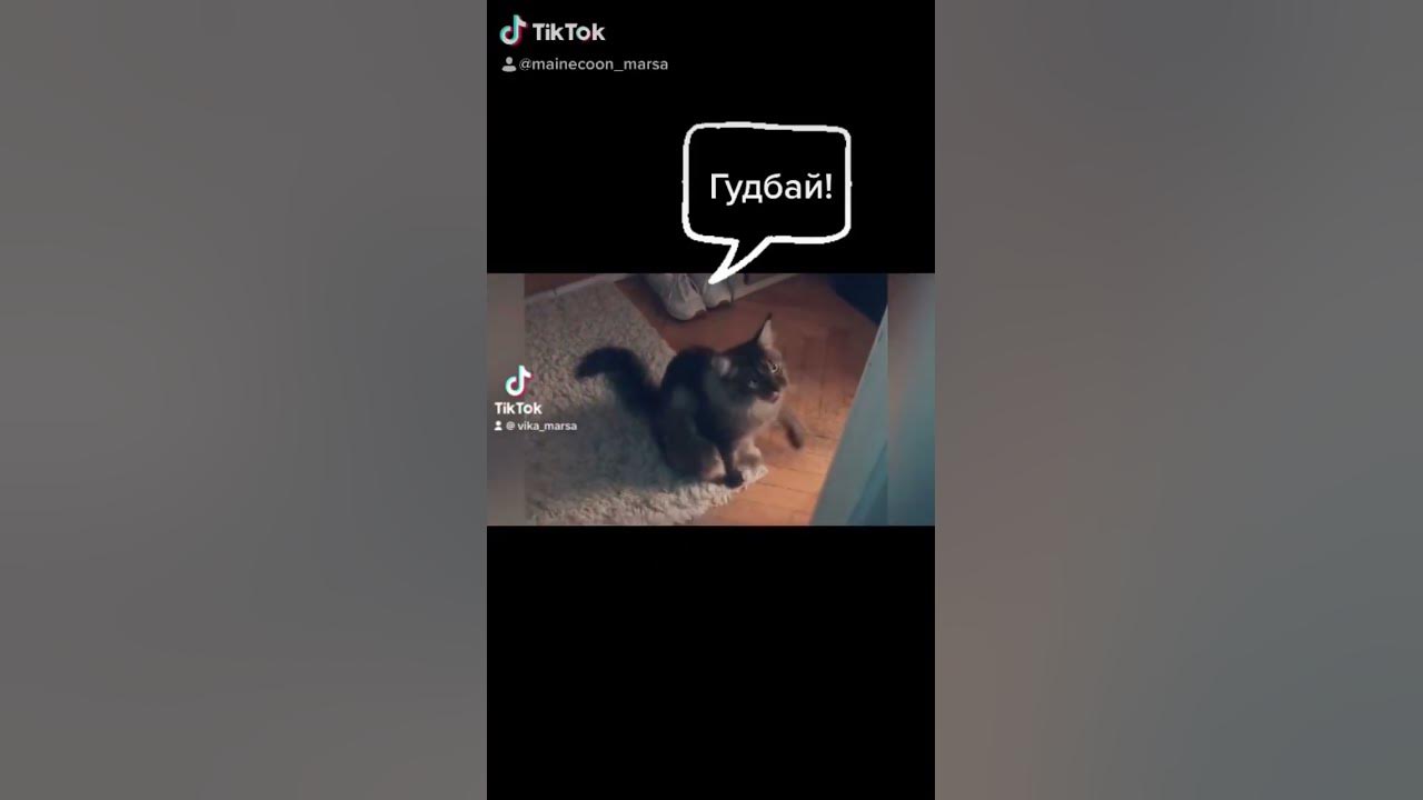 Доброй ночи) #кот #cat #мейнкун #милыепитомцы - YouTube