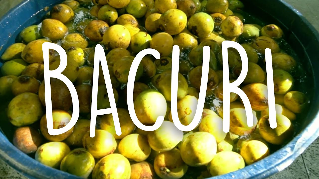 Rotas gastronômicas do Pará - O Bacuri - YouTube